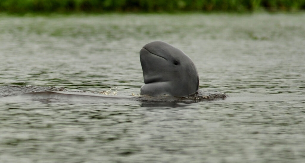 5 Fakta Samarinda, Kota Mitra dan Jantung Ibu Kota Nusantara