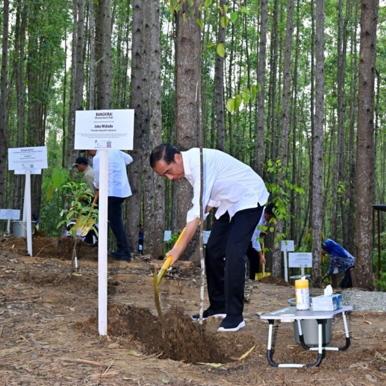 Jenis-Jenis Pohon yang Akan Menghijaukan IKN, Apa Saja?