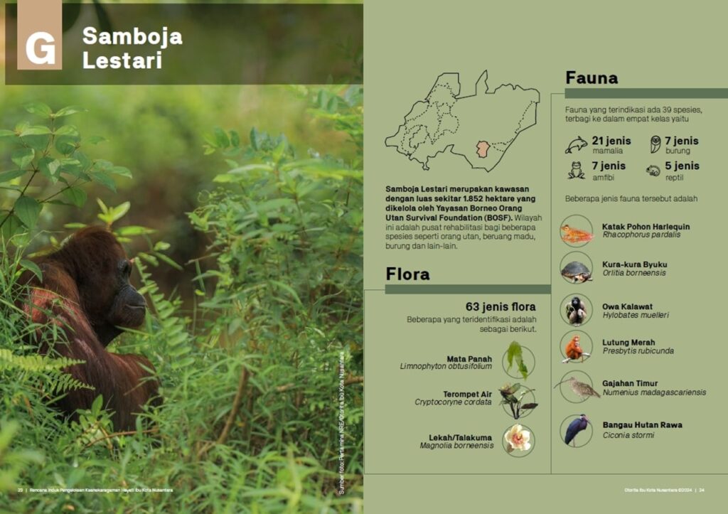 Keanekaragaman Hayati di IKN, Flora & Fauna Melimpah!