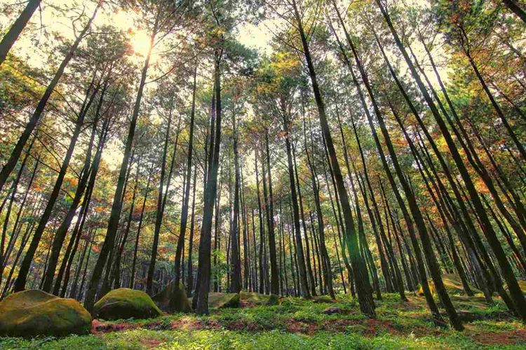 18 Tempat Wisata di Sentul yang Hits dan Seru untuk Keluarga