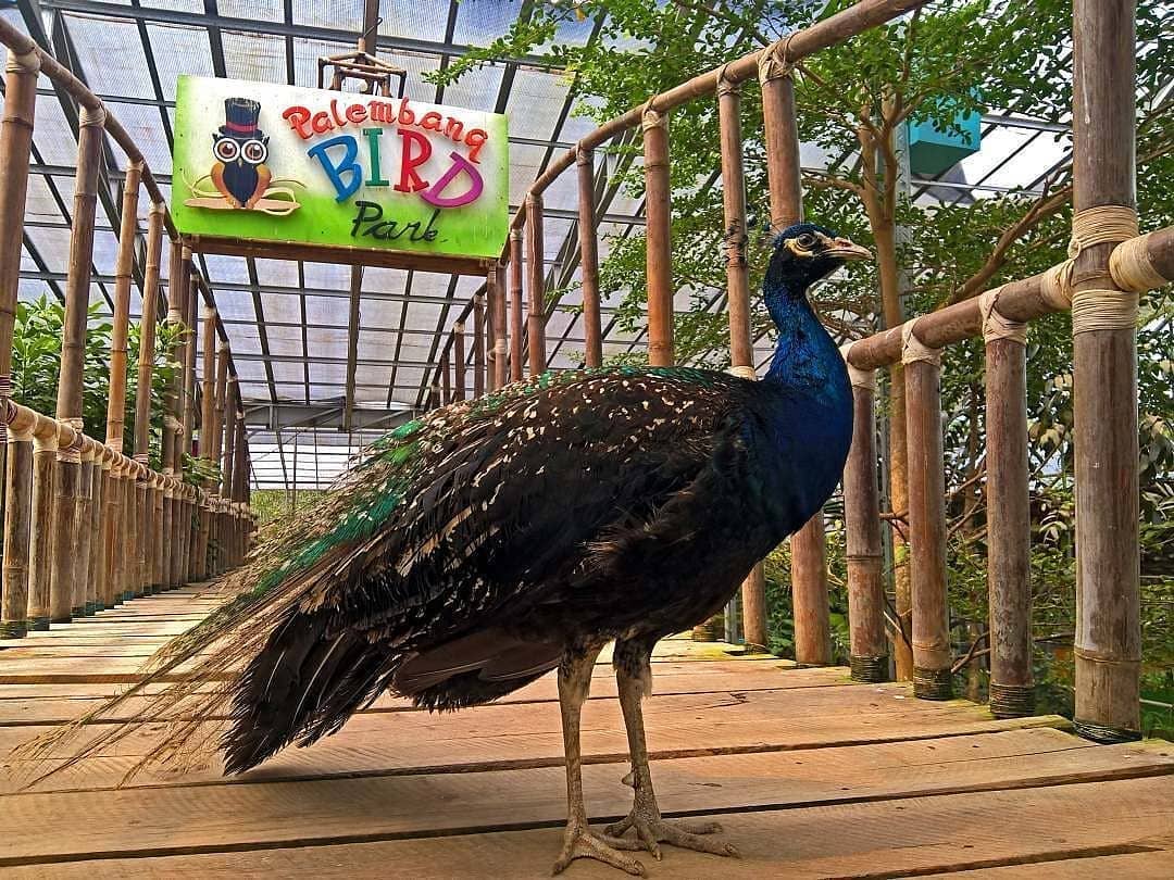 Palembang Bird Park: Harga Tiket Masuk & Wahana Seru 2025